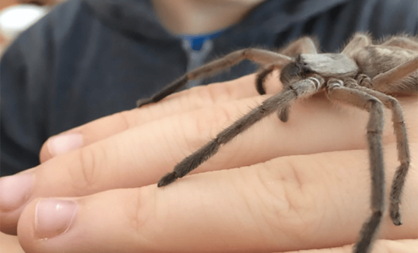 Power rankings – Whau the People assess the horrific spiders of ...