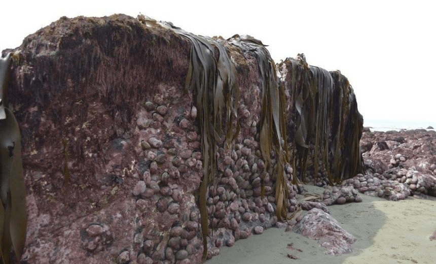 When the seafloor surges out of the ocean – coastal uplift explained ...