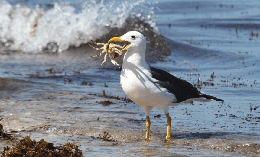 Fancy a shag? Animal parents that are way more progressive than we are ...