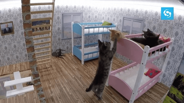 There’s a new cat reality show and fur real, it’s litter-ally purrfect ...