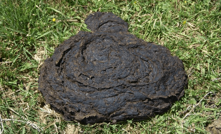 Fighting kauri dieback with the ‘super science’ of cow dung? Stinks of ...