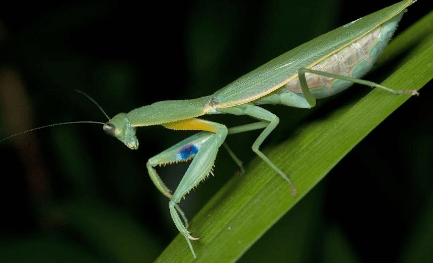 If an insect goes extinct in the forest, and nobody records it… | The ...