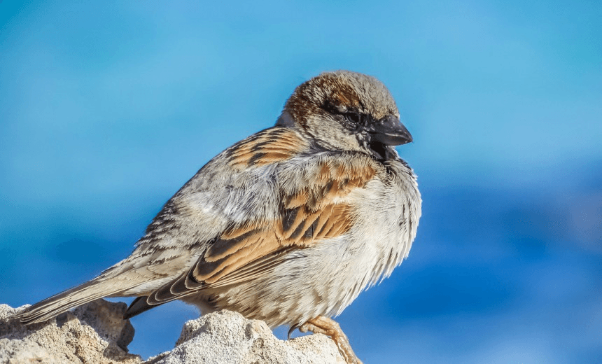 The Monday Excerpt: The coming of the sparrow | The Spinoff