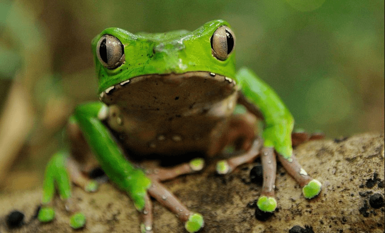 We need to talk about how frogs used to be pregnancy tests | The Spinoff