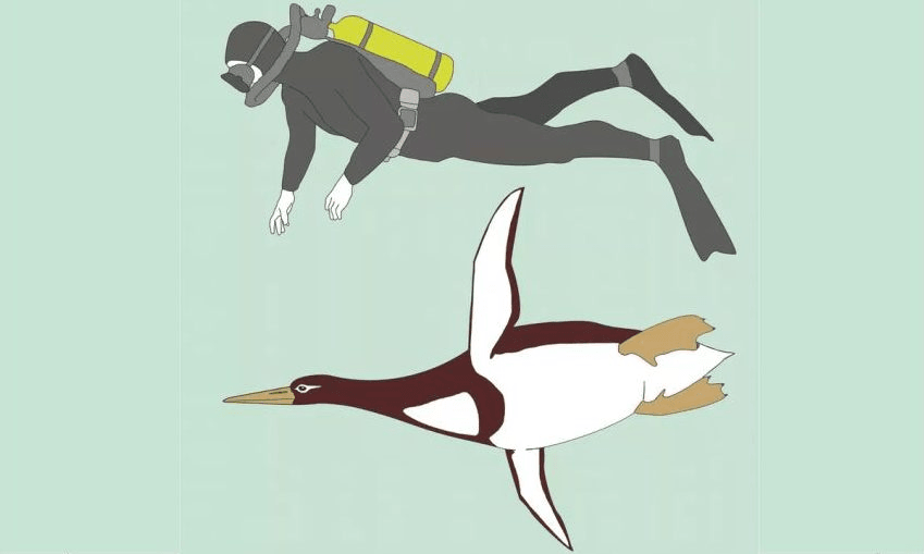 How we found a giant penguin, and what it tells us about monster birds ...