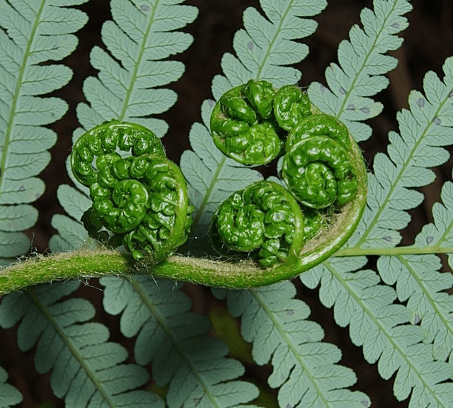 Why aren’t people listening? Māori scientists on why rāhui are ...