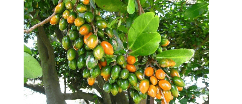 How to prepare the delicious – but poisonous – karaka berry | The Spinoff