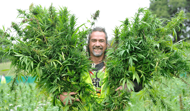 Here’s what Aotearoa might have looked like today if we legalised weed ...