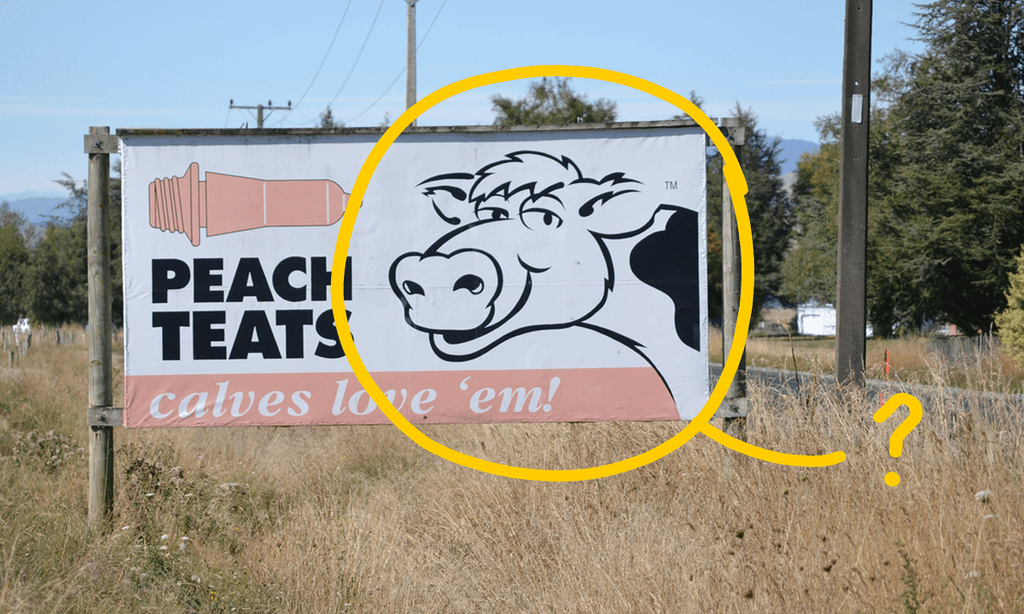 Who Drew That? The true story of the Peach Teats calf | The Spinoff