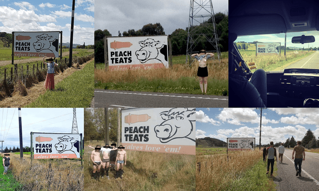 Who Drew That? The true story of the Peach Teats calf | The Spinoff