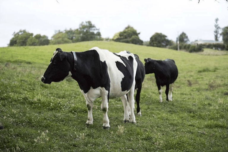 Pavlov’s cows: Is this remote-control cow system creepy, or the future ...