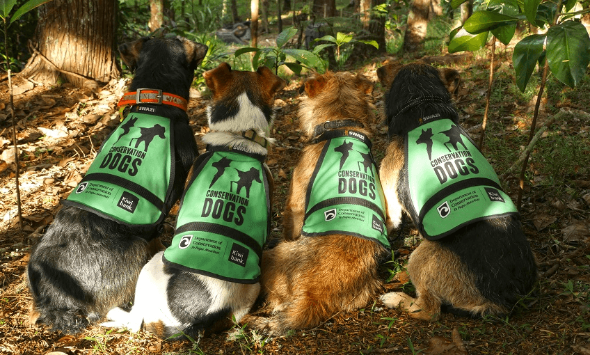 Meet the DOC dogs protecting New Zealand’s native wildlife | The Spinoff