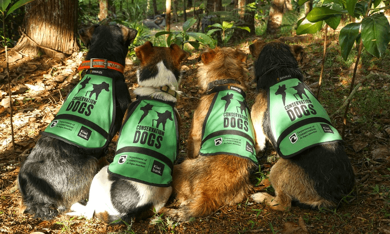 Meet the DOC dogs protecting New Zealand’s native wildlife | The Spinoff