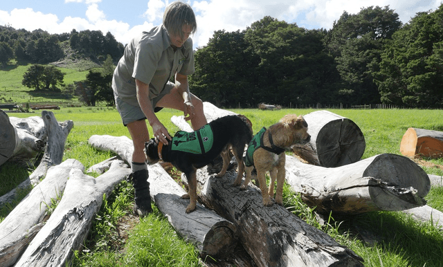Meet the DOC dogs protecting New Zealand’s native wildlife | The Spinoff