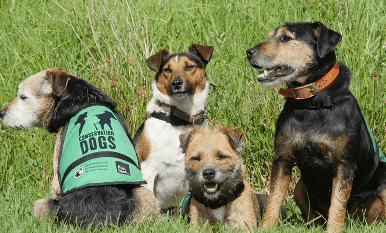 Meet the DOC dogs protecting New Zealand’s native wildlife | The Spinoff