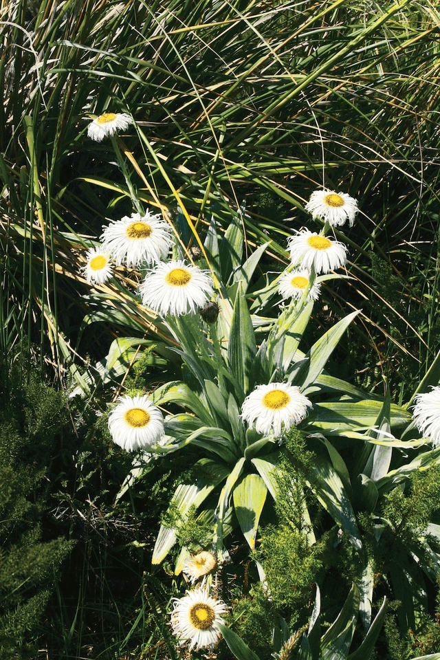 Form, foliage and fragrance – celebrating the native plants of the ...