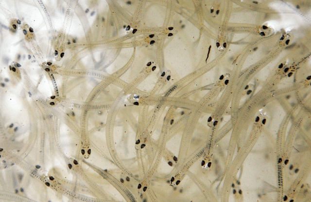 Your whitebait fritter still holds mysteries for scientists | The Spinoff