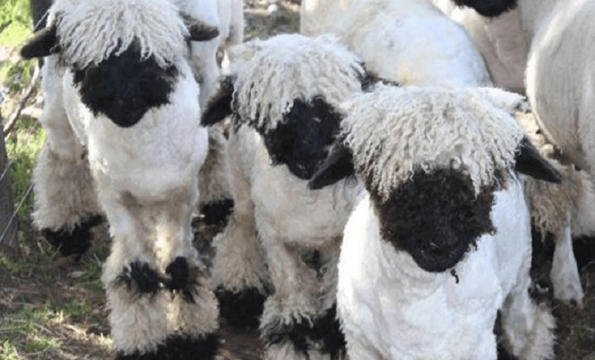 Look at this sheep that is like a poodle! | The Spinoff