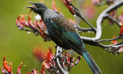 Ngā manu ō Aotearoa: the shared history of birds in our Polynesian ...