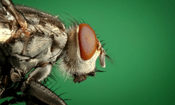 Flies! Ugh. The plague of summer. Here’s how to kill them without ...