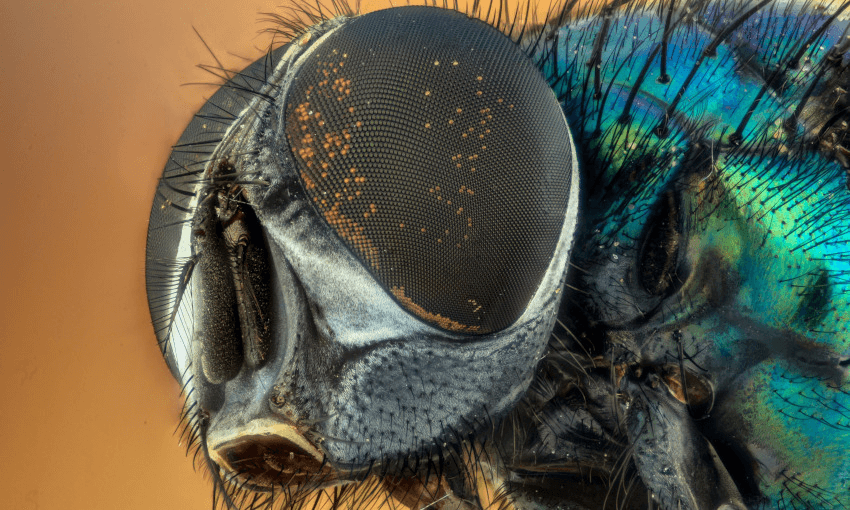 Flies! Ugh. The plague of summer. Here’s how to kill them without ...