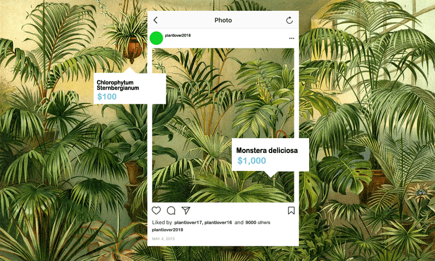 Monstera madness and fiddle-leaf frenzy: why we go crazy for indoor ...