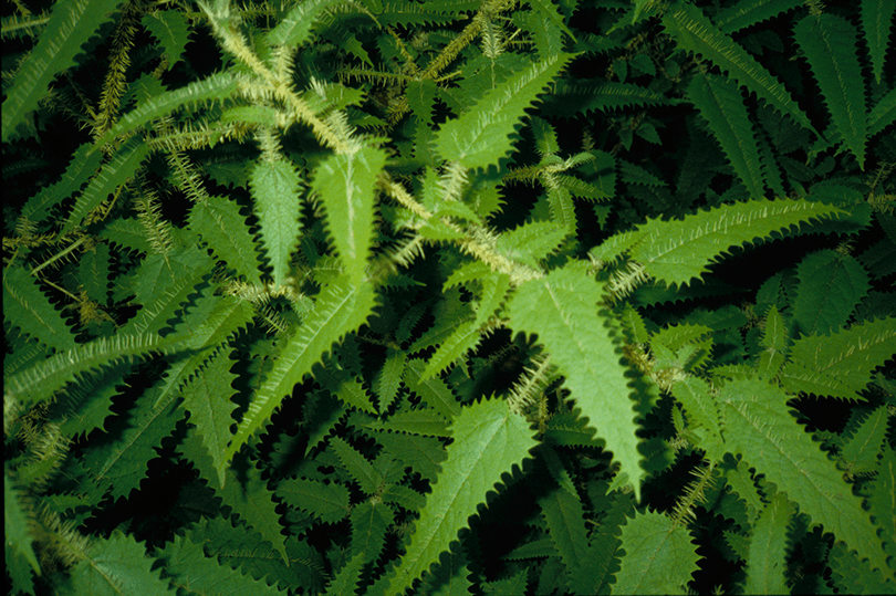 Is poisoning pests the Māori way? | The Spinoff