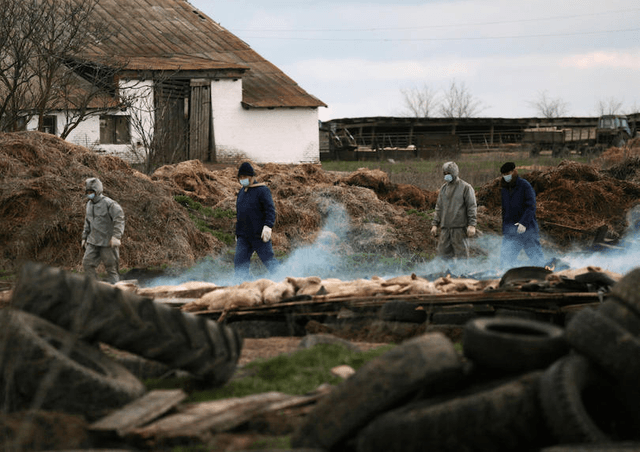 African swine fever is seriously scary: here’s why you should care ...
