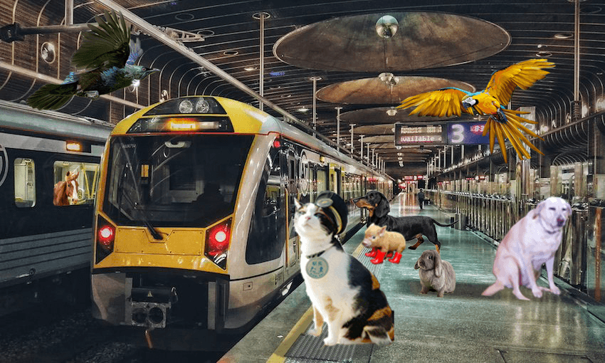 Everything you need to know about taking your pet on the train | The ...
