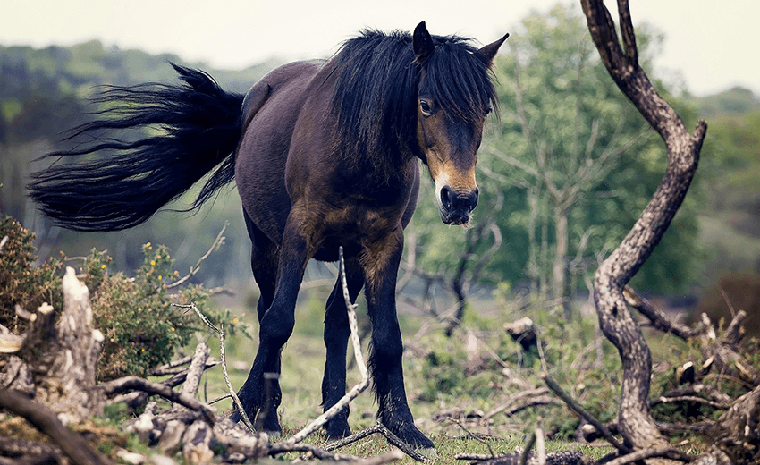The Friday Poem: The riderless horses by Tim Upperton | The Spinoff