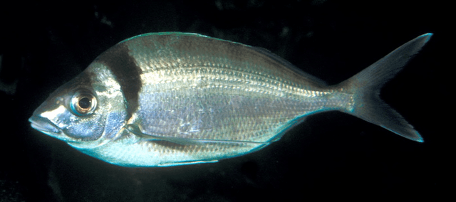 Cheat sheet: The trouble with tarakihi | The Spinoff