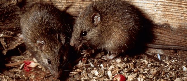 Man’s pest friend: a brief history of rodents in New Zealand | The Spinoff
