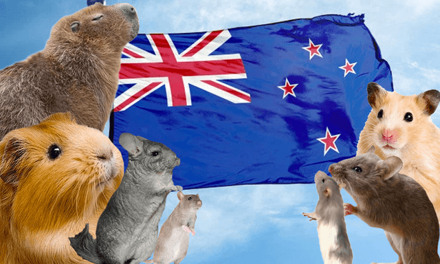 Man’s pest friend: a brief history of rodents in New Zealand | The Spinoff