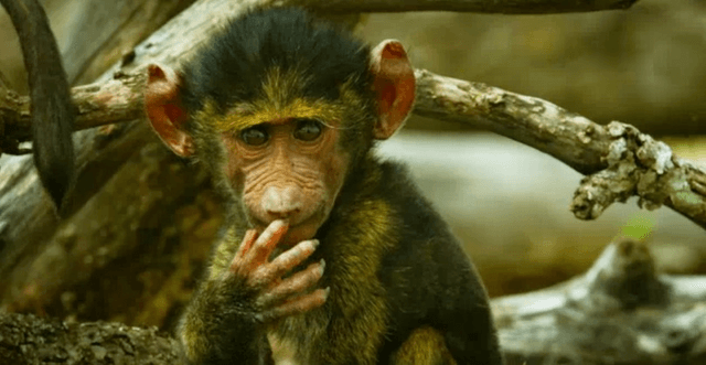 TVNZ’s new animal documentary has more drama than the Lion King | The ...