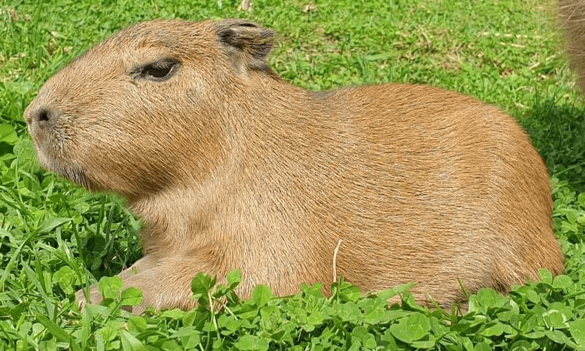 First comes love, then comes an all-day orgy, then comes a tiny floofy ...