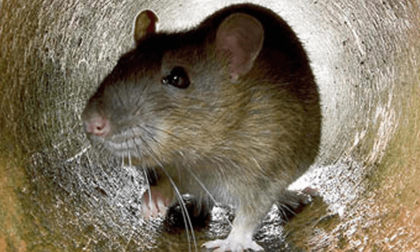 Dead rats, a mystery lab, and the very curious antics of the anti-1080 ...