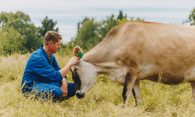 Happy Cow Diaries part 4: We’re back, and ready to take on industrial ...