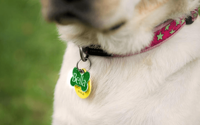 Why the most popular dog in the country is a labrador called Bella ...