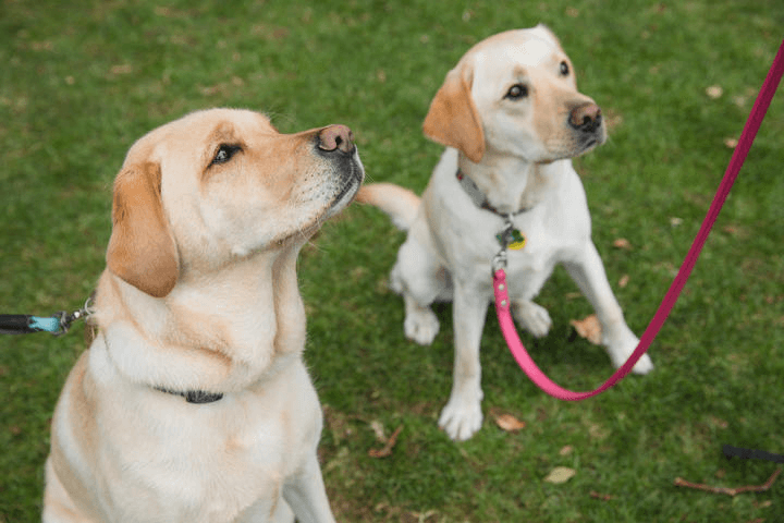 Why the most popular dog in the country is a labrador called Bella ...