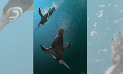 New Zealand’s own ‘terror bird’ ruled Rēkohu with an iron beak | The ...