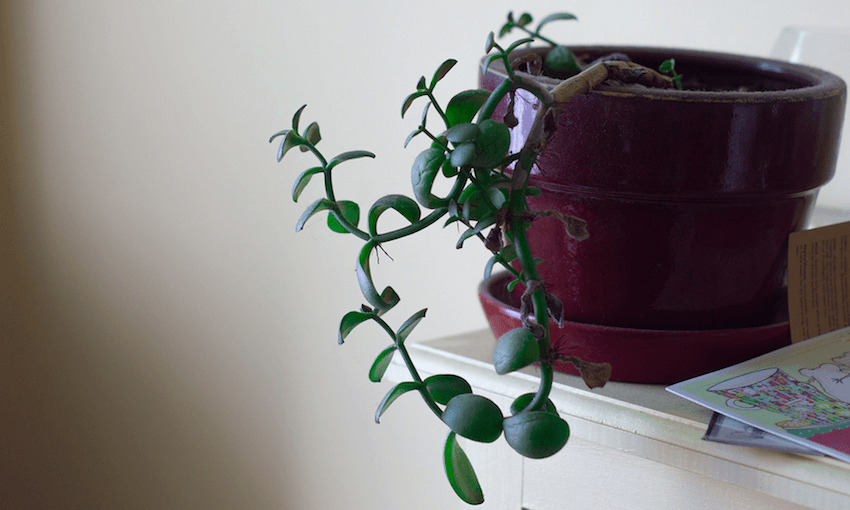 Real-life home decor tips from a real-life creative person | The Spinoff