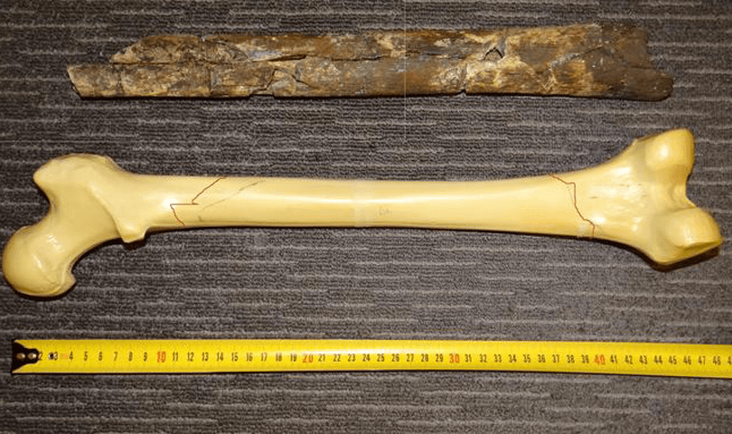 The secret search for giants’ bones that has iwi and archaeologists ...