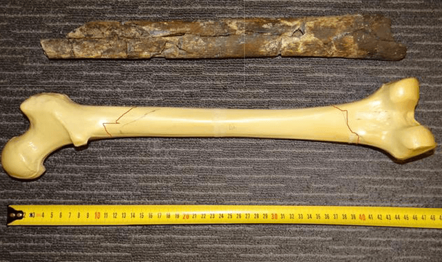 The secret search for giants’ bones that has iwi and archaeologists ...