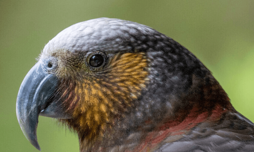 The curve and the kākā | The Spinoff