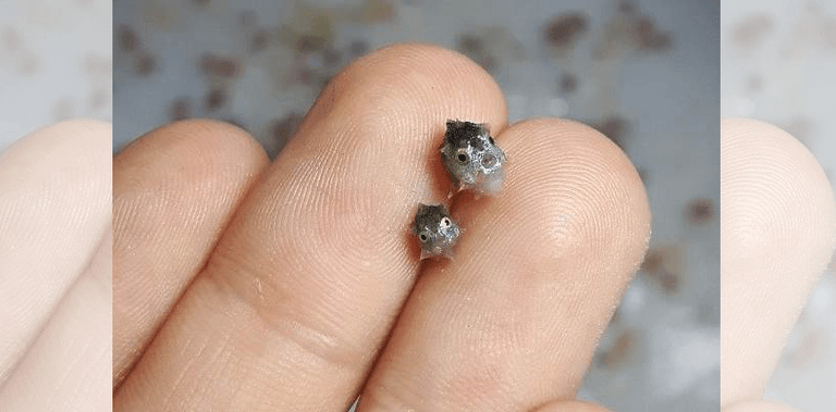 From tiny larvae to giant beasts: An Auckland scientist’s sunfish ...