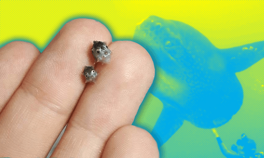 From tiny larvae to giant beasts: An Auckland scientist’s sunfish ...