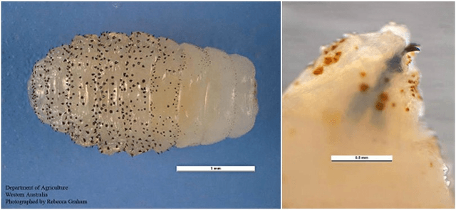 ‘I got the distinct feeling that something was moving in there’: A body ...