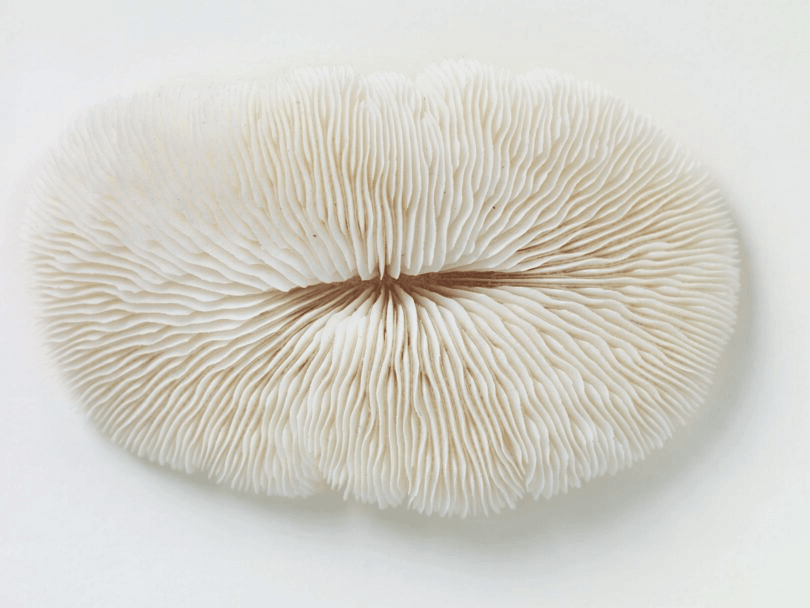 Stupendously beautiful new photographs by Jane Ussher | The Spinoff