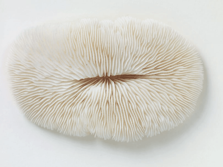 Stupendously beautiful new photographs by Jane Ussher | The Spinoff