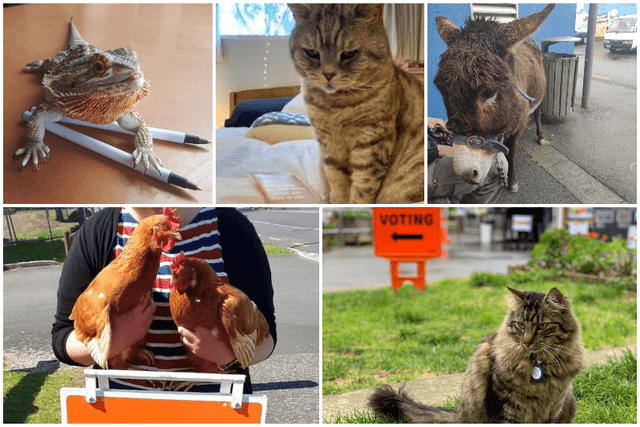 Hell yes it’s time for some more dogs at polling booths | The Spinoff